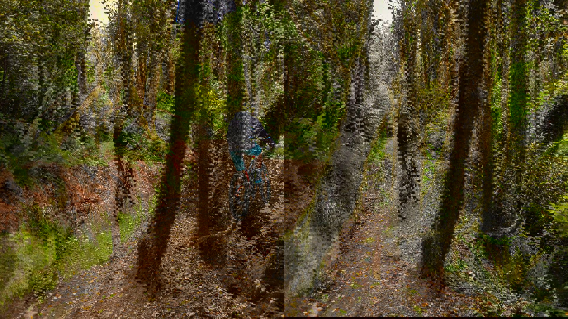 Walks in Pureora Forest Visit Ruapehu