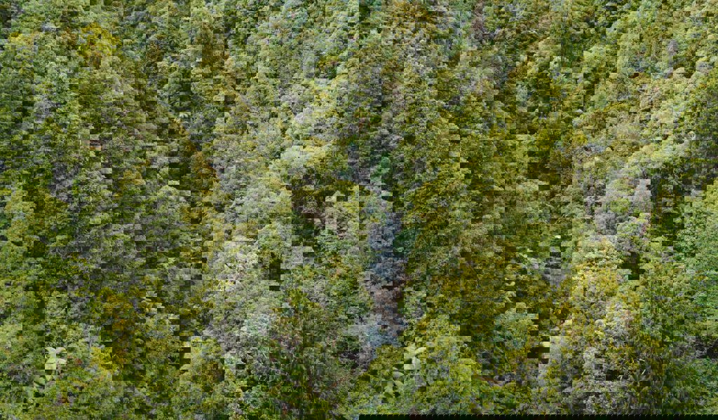 Walks In The Pureora Forest | Visit Ruapehu